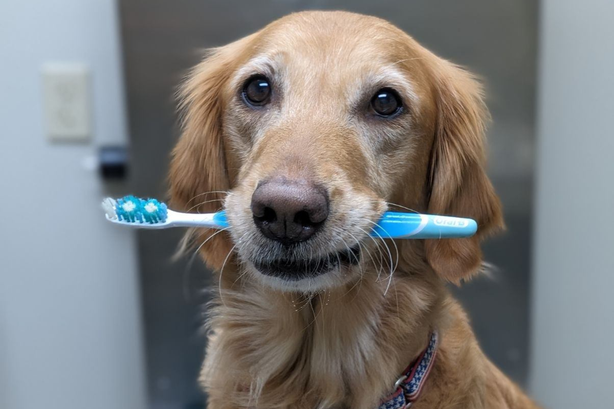 Keeping Your Dog’s Teeth Healthy: The Importance of Dental Care ...