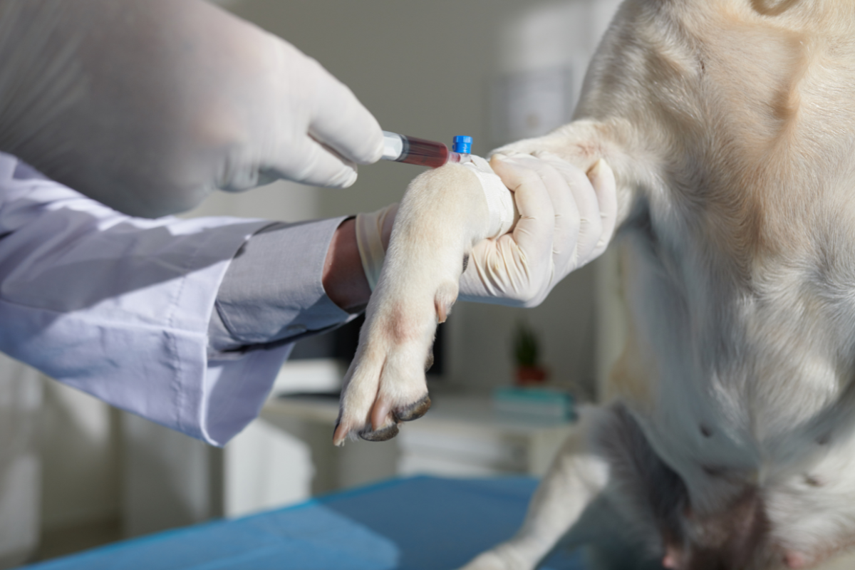 All You Need to Know About Titer Testing – Waggie Pet Zone